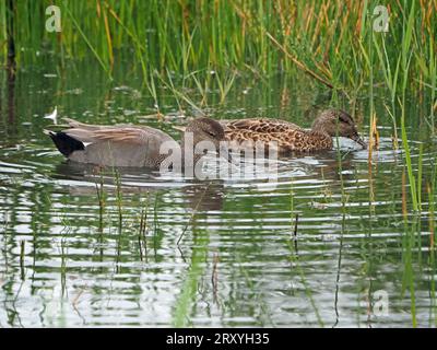 Gadwall in flight at Leighton Moss RSPB Reserve Stock Photo - Alamy