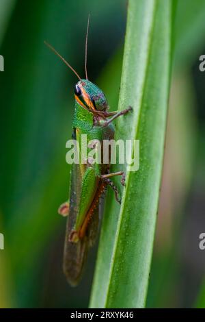 Unidentified Grasshopper, Acrididae Stock Photo - Alamy