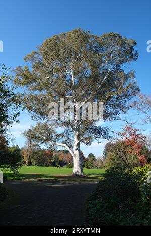 Large white trunked gum tree in Hamilton Gardens New Zealand Eucalyptus ...