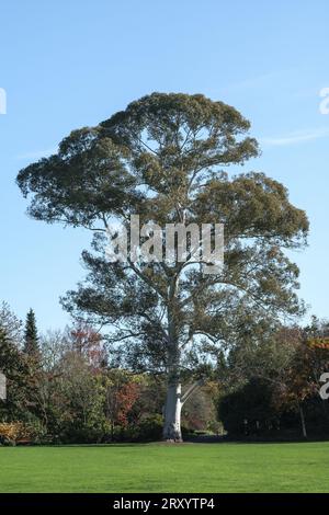 Large white trunked gum tree in Hamilton Gardens New Zealand Eucalyptus ...