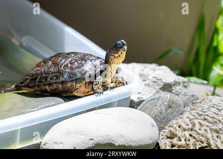 Closeup view of a beautiful and friendly Turtle - tortoise in a garden ...