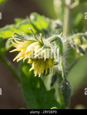A tomato plant blooming with pretty yellow flowers in the vegetable ...