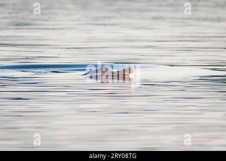 Freshwater river dolphin swimming in amazon rainforest jungle waters ...