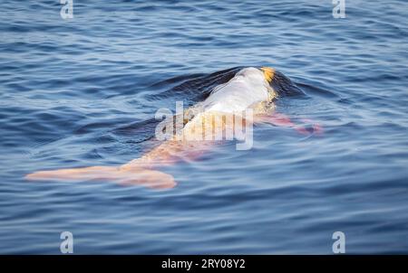 Freshwater river dolphin swimming in amazon rainforest jungle waters ...
