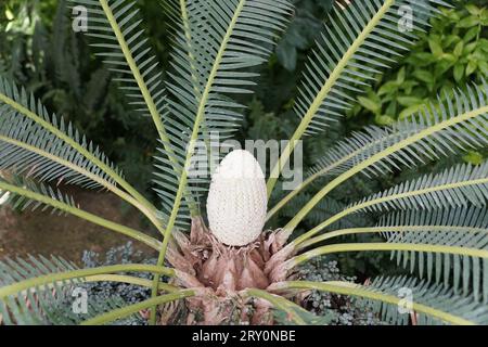 Closeup of Dioon Edule, a sago palm tree from Mexico Stock Photo - Alamy