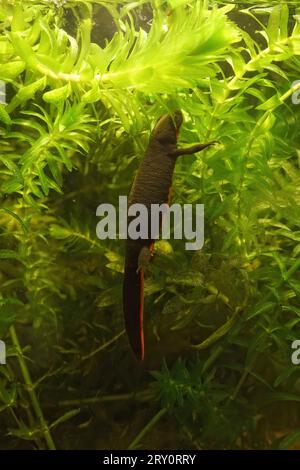 The Chinese fire belly newt, Hypselotriton (formerly Cynops) orientalis ...