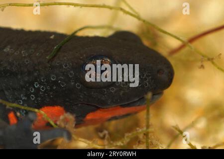 CYNOPS ORIENTALIS CHINESE FIRE BELLIED NEWT Stock Photo - Alamy