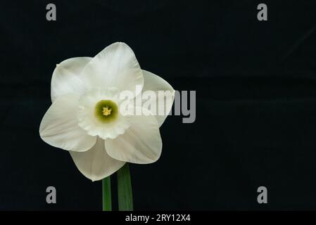 Narcissus Mt Crusader - Division 1 Stock Photo - Alamy