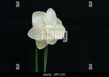 Narcissus Mt Crusader - Division 1 Stock Photo - Alamy