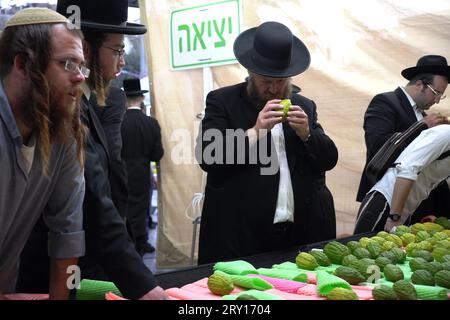 An Ultra Orthodox Jew checks a yellow citron fruit for blemishes before ...