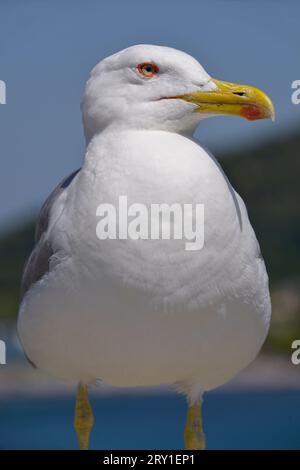 gull in Tuscany sea,Italy Stock Photo - Alamy