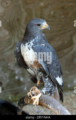 Jackal buzzard Buteo rufofuscus Cotswold Falconry Centre UK Stock Photo ...