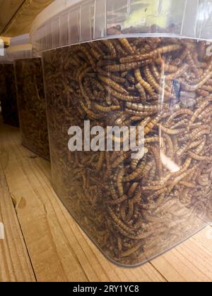 Food in container for sale at store Stock Photo - Alamy