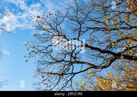 The crown of a sprawling oak tree with falling leaves in autumn against ...