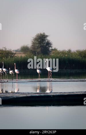 Flamingos paddling in the muddy waters of a muddy lagoon at an oasis Al ...
