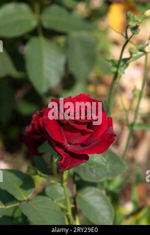 Claret Rose. A Hybrid Tea Rose growing in a garden in the UK Stock ...