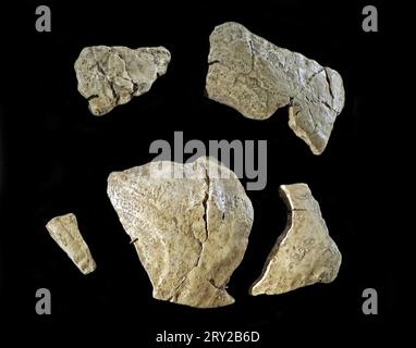 "Lucy" Australopithecus afarensis Skeleton Cast Stock Photo - Alamy