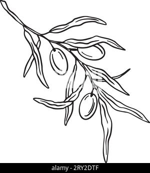 Hand drawn realistic open and olive. Decorative vector elements for ...