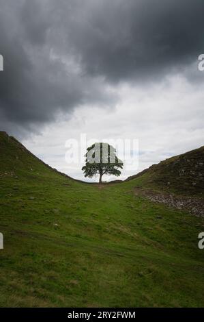 Sycamore Gap lone tree. Hadrian's wall, Northumberland Stock Photo - Alamy