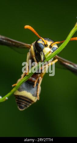 Macro shot of a wasp on a yellow flower Stock Photo - Alamy