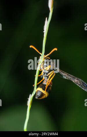 An extreme close-up of a wasp. A wasp, Hymenoptera Stock Photo - Alamy