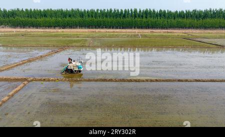 Farmers use rice transplanters for rice transplanting operations in ...