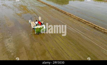 Farmers use rice transplanters for rice transplanting operations in ...