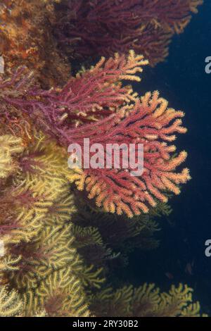 Purple Gorgonians (Paramuricea clavata) in Mediterranean Sea Stock ...