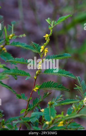 Sensitive Partridge Pea, Chamaecrista nictitans Stock Photo - Alamy