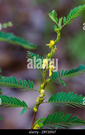 Sensitive Partridge Pea, Chamaecrista nictitans, leaves Stock Photo - Alamy