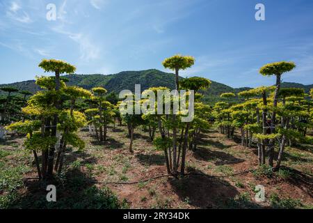 Golden leaf elm shaped tree in a planting base Stock Photo - Alamy