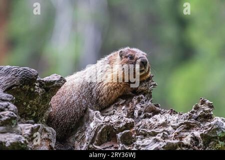 marmot sequoia national park california Stock Photo - Alamy
