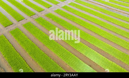 A close-up photo of a rice seedbed at a seedling base Stock Photo - Alamy