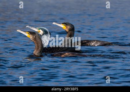 Three common cormorants swinning in the Long Water at Home Park, London ...