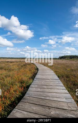 Winding boardwalk hiking trail through wetland Stock Photo - Alamy