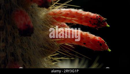 Macro study of a silver torch columnar cactus, with its cylindrical ...