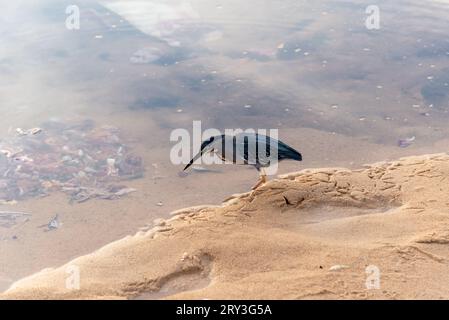 Bird punching on the beach rocks hunting fish. Preserved environment ...