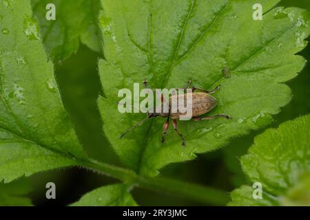 Phyllobius glaucus Family Curculionidae Genus Phyllobius Weevil beetle ...