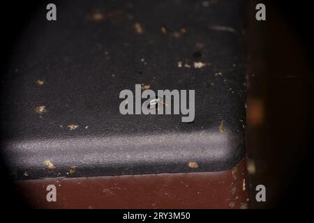Crepidodera aurea Family Chrysomelidae Genus Crepidodera Willow flea ...