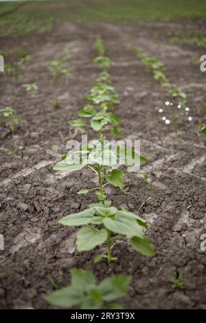 Sunflowers sprout through the dry ground Stock Photo - Alamy