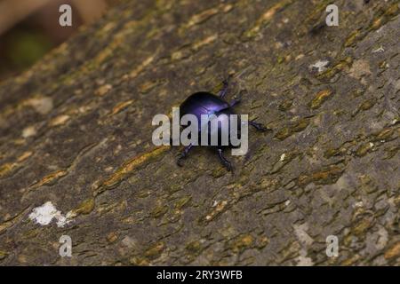 Trypocopris vernalis Family Geotrupidae Genus Trypocopris Spring ...