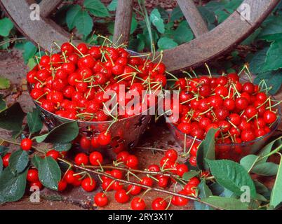 Cherries in skin Stock Photo - Alamy