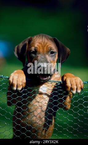 Rhodesian Ridgeback Puppy (9 weeks old) running on the edge of a corn ...