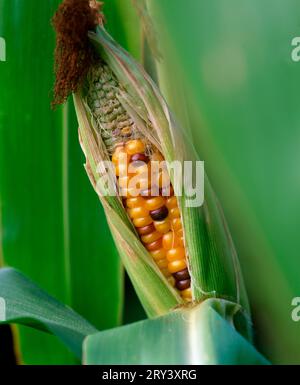 Ornamental Corn 'Japonica' Stock Photo - Alamy