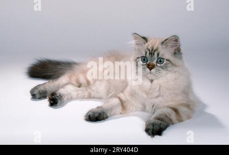 Colourpoint Persian cat, tabby-point Stock Photo - Alamy