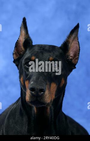 Doberman, cropped ears Stock Photo - Alamy