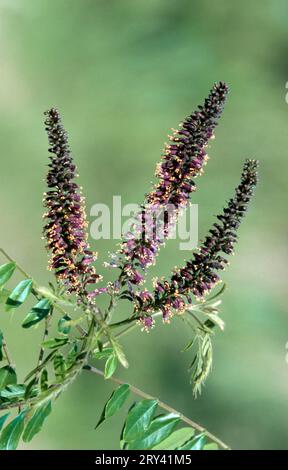 Flower Of Amorpha Fruticosa Stock Photo - Alamy