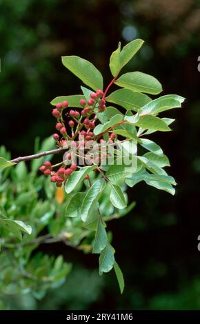 Turpentine tree (Pistacia terebinthus), Provence, terebinth Stock Photo ...