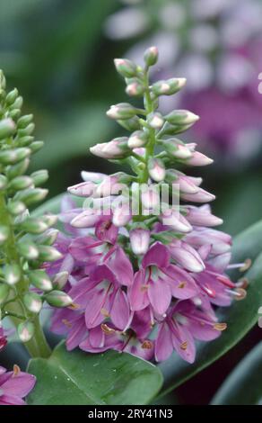 Purple Queen (Hebe x andersonii Stock Photo - Alamy
