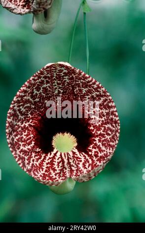 Calico Flower, Aristolochia littoralis, Aristolochiaceae, Costa Rica ...